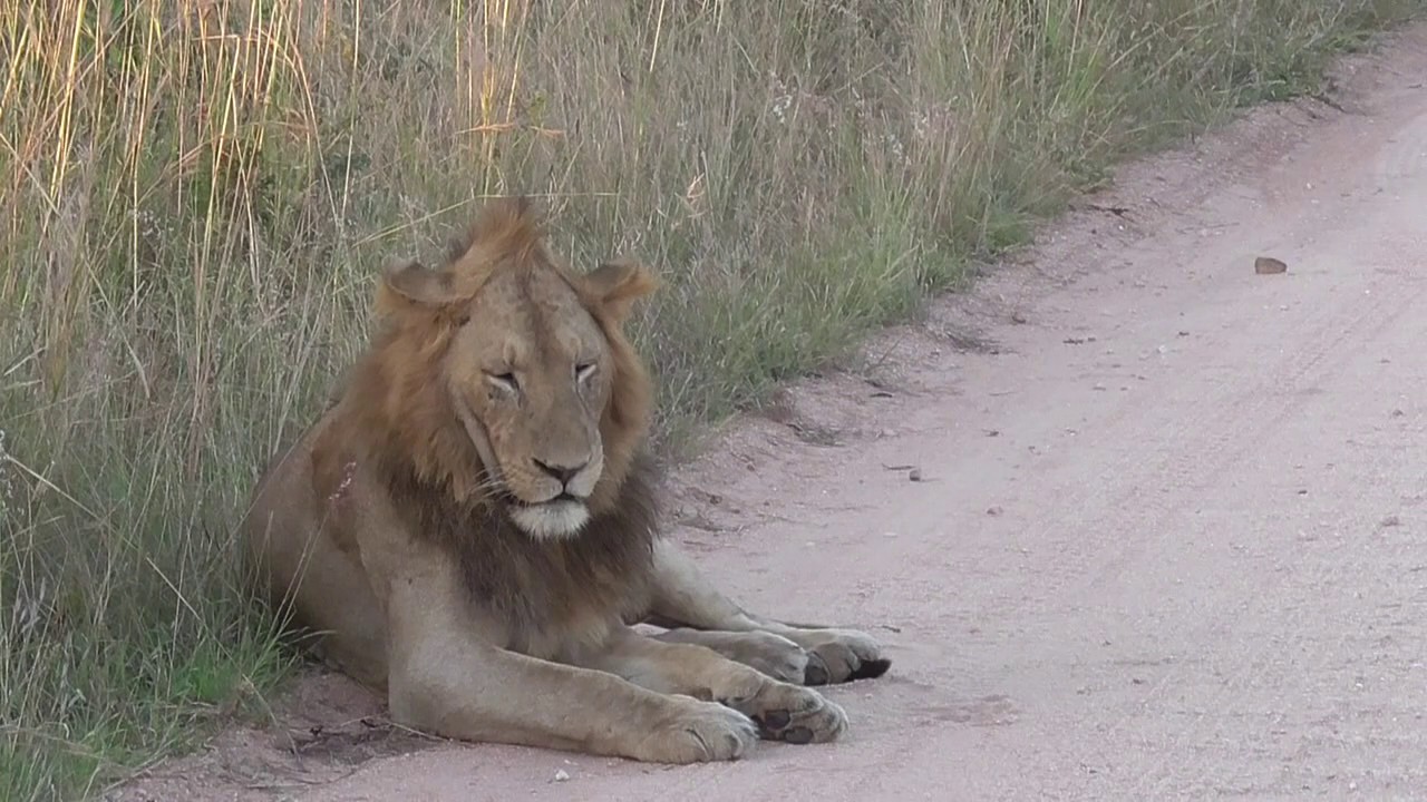 Small insects and ticks irritates big lion - YouTube
