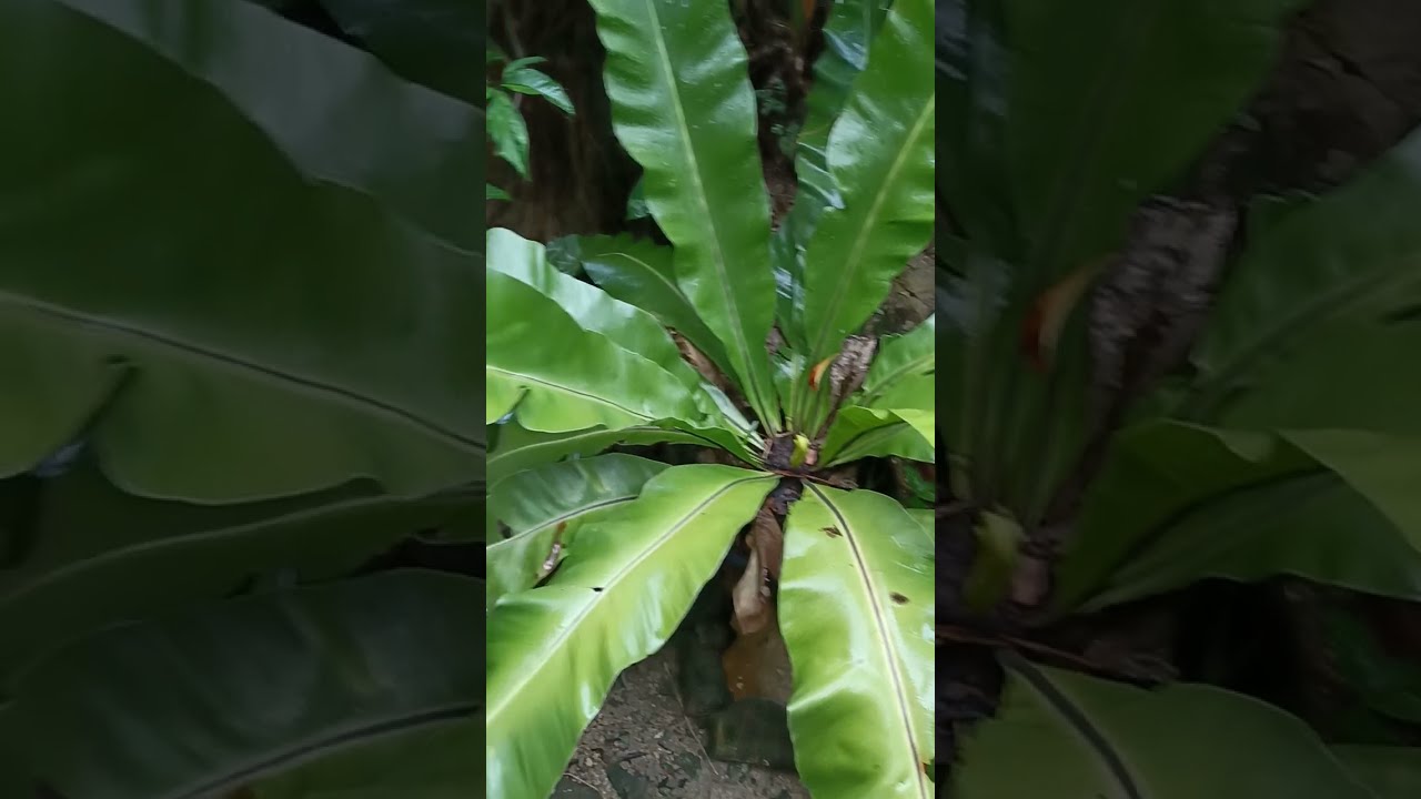 MANAW | MANAOL PLANT | SHORT VIDEO | TONSKIE TV - YouTube