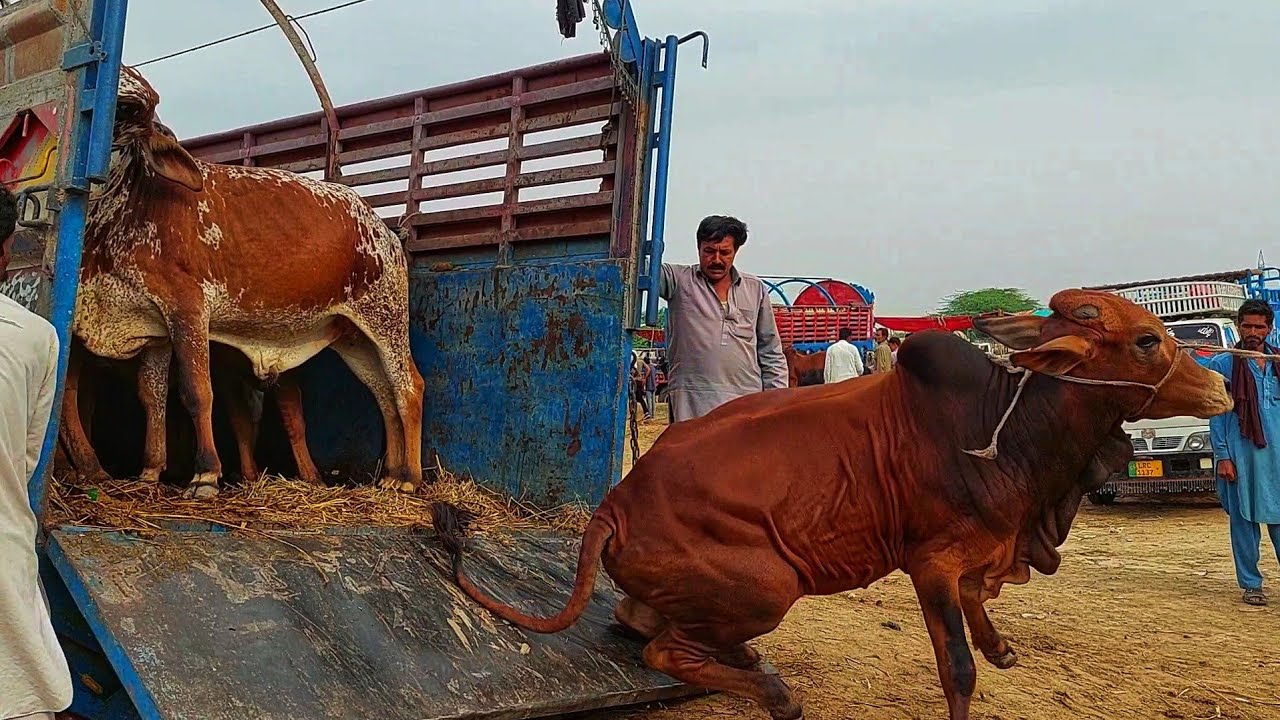 Lion Bull unloading/Caw Unloading || Open Place unloading || Msa cattle ...