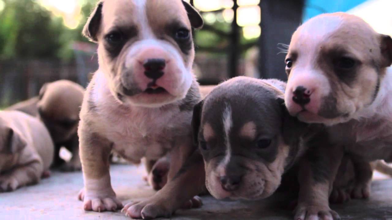 American Bully UKC ( with papers ) - YouTube