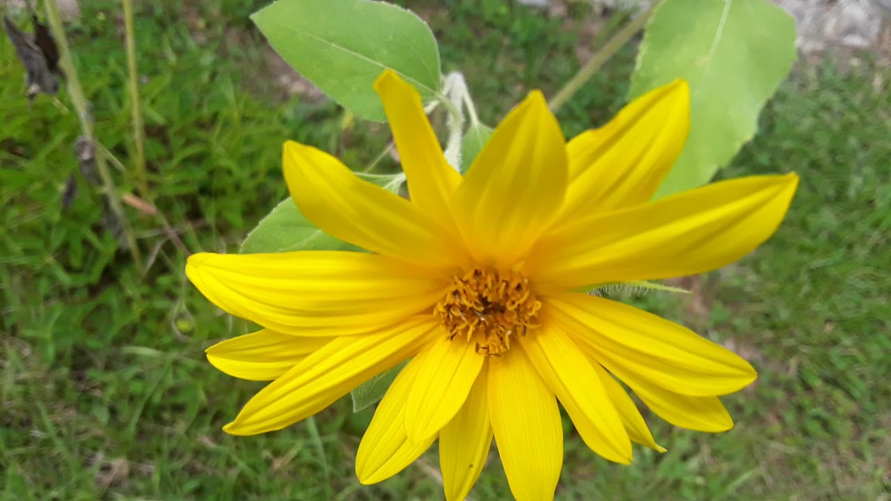 Sunflower of Hope by...Rachel Ivery - YouTube