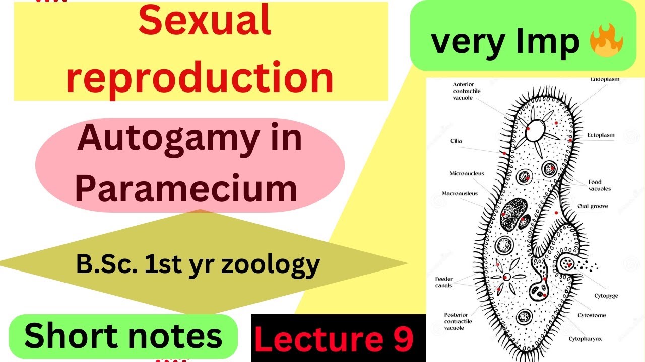 Autogamy in Paramecium|sexual reproduction|Bsc zoology sem. 1st # ...