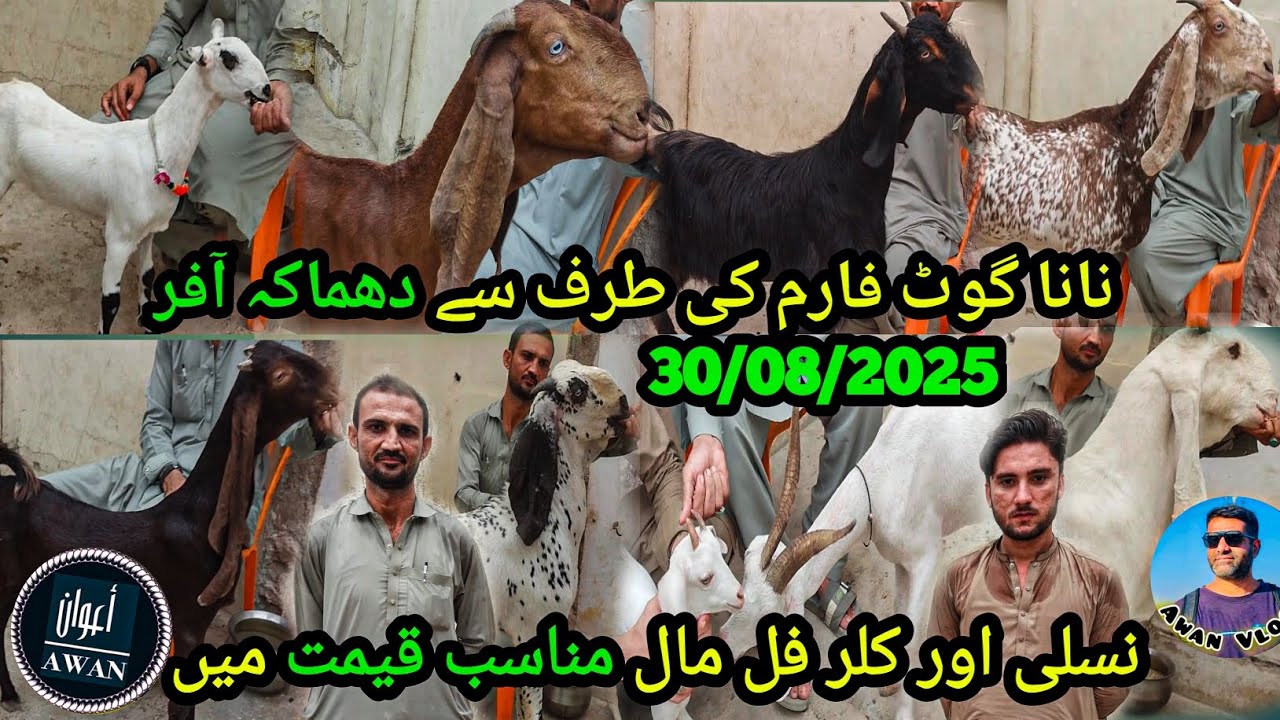 Visit at Nana Goat Farm 29-Aug-2025 Nana Goat Farm ki traf se Dhmaka ...