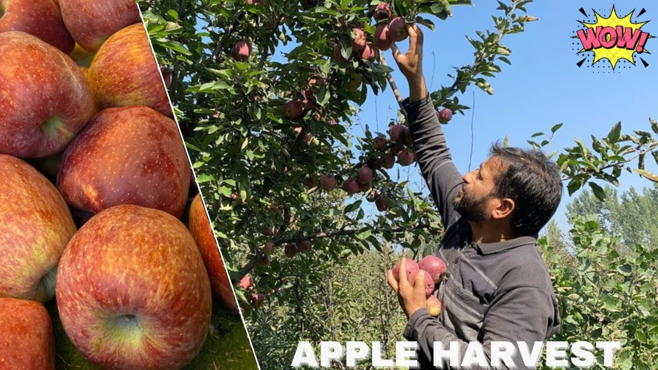 Apple Harvest 🍎 | Short Video | Our Farm - YouTube