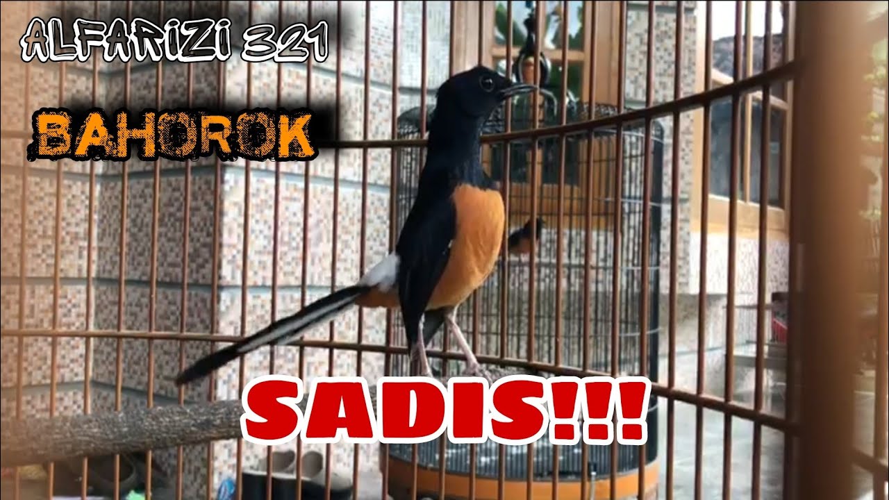 Murai Batu bahorok hutan Bicuk masih dokor ALFARIZI L321 - YouTube