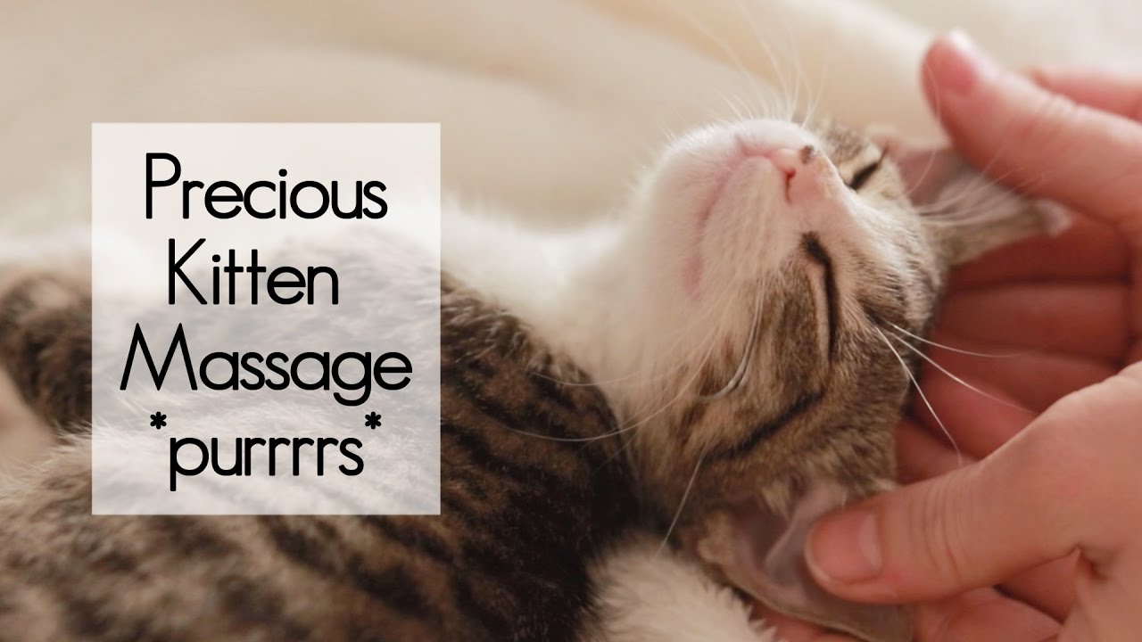 Kitten Purring Champion! - YouTube