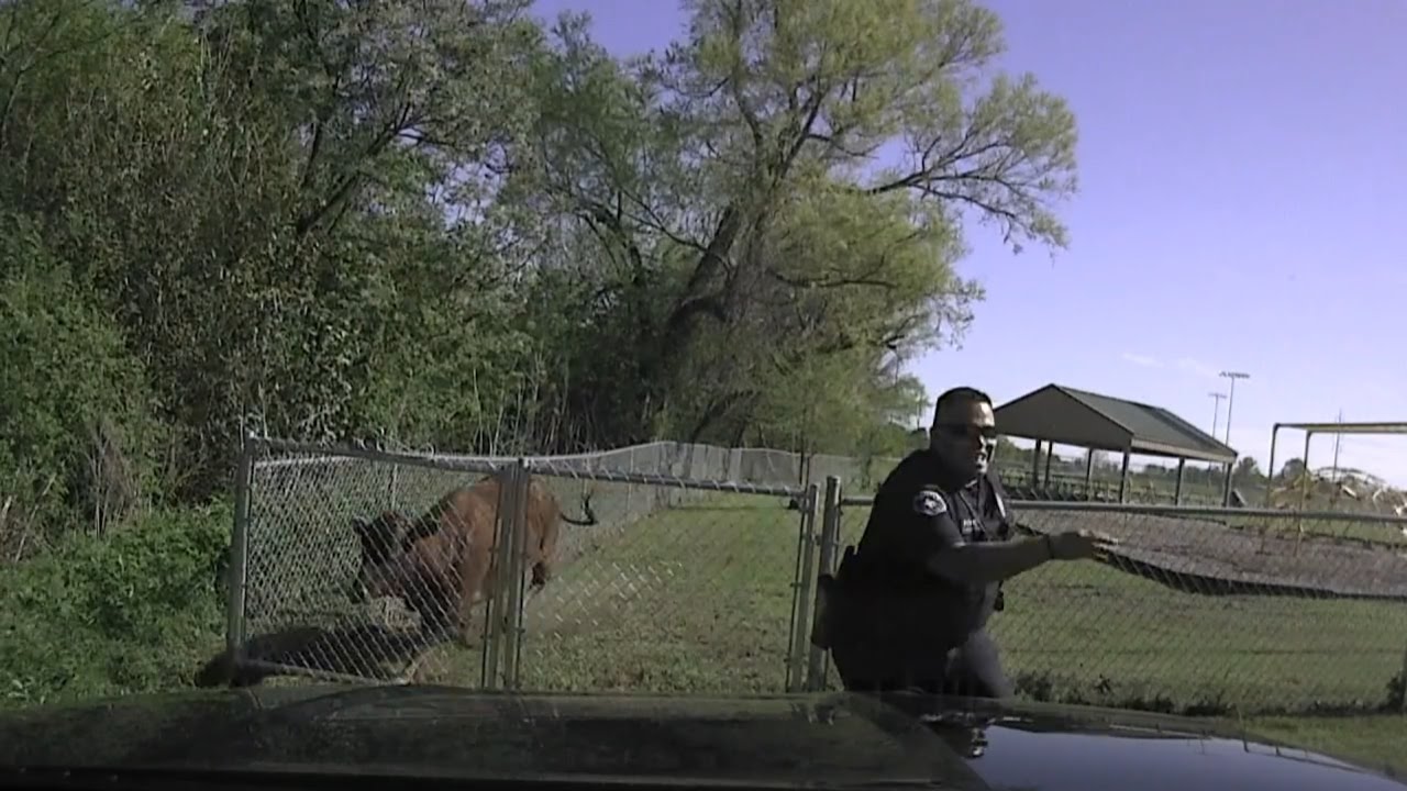 Temple Police Dascham Captures Cop Herding Bull in Wilson Park - YouTube
