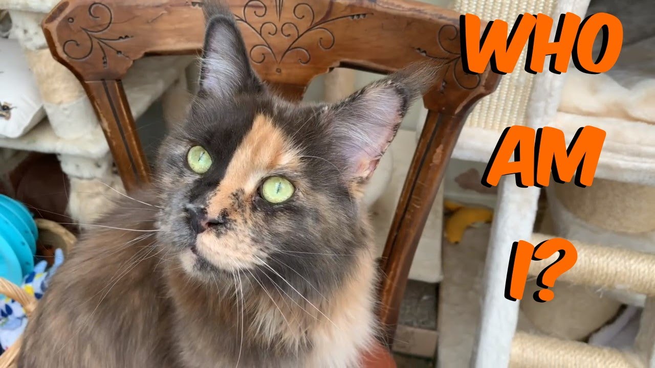 What is a blue tortoiseshell smoke Maine Coon? - YouTube