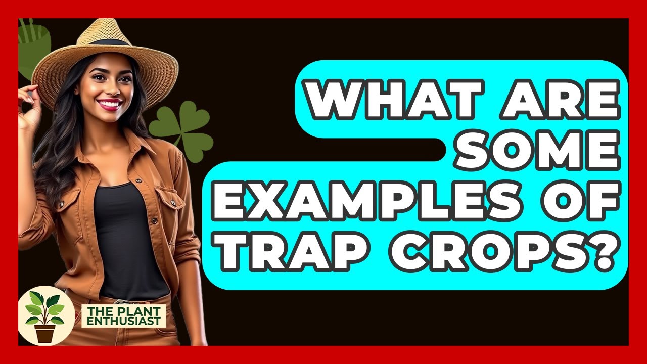 What Are Some Examples Of Trap Crops? - The Plant Enthusiast - YouTube