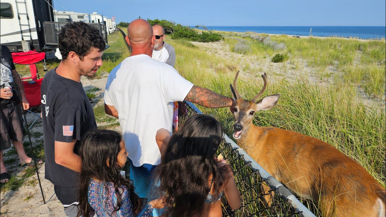 Smiths Point New York #deer #nature #beach #saltlife #sofiasworld - YouTube