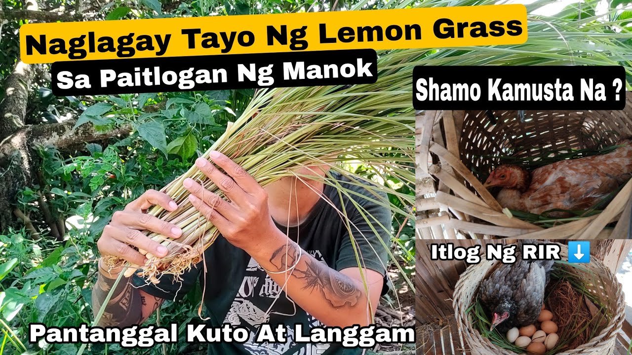 NATIVE CHICKEN | TANGLAD PARA SA PAITLOGAN NG MANOK - SHAMO AT RHODE ...
