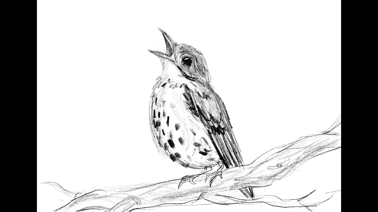 The Oven Bird - Illustrated - YouTube