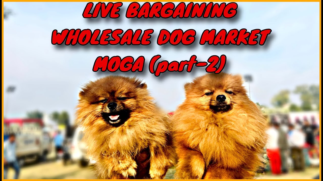 Live Bargaining at MOGA DOG MARKET | Wholesale Dog Market Part-2 - YouTube