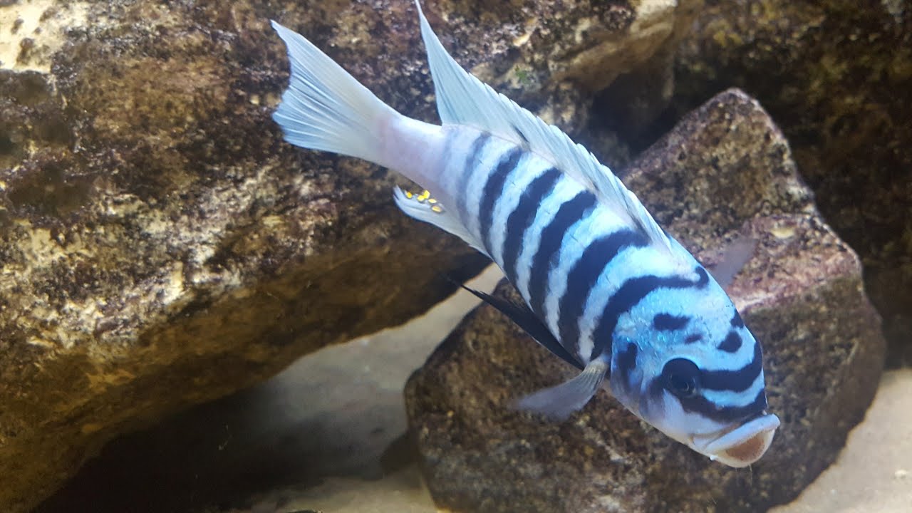 Metriaclima zebra chiluma maison reef male - YouTube