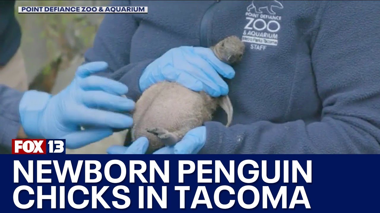 Point Defiance Zoo welcomes 6 penguin chicks - YouTube
