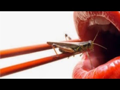 Granja de insectos para escritorio - YouTube