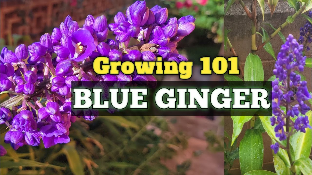 Tropical Garden Tour | How to Grow Blue Ginger Dichorisandra ...