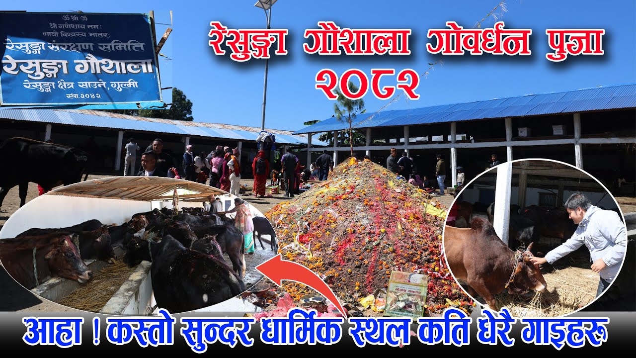“गोवर्धन पूजा २०८२ Gulmi Resunga Gaushala Gobardhan Puja , तिहारको चौथो ...