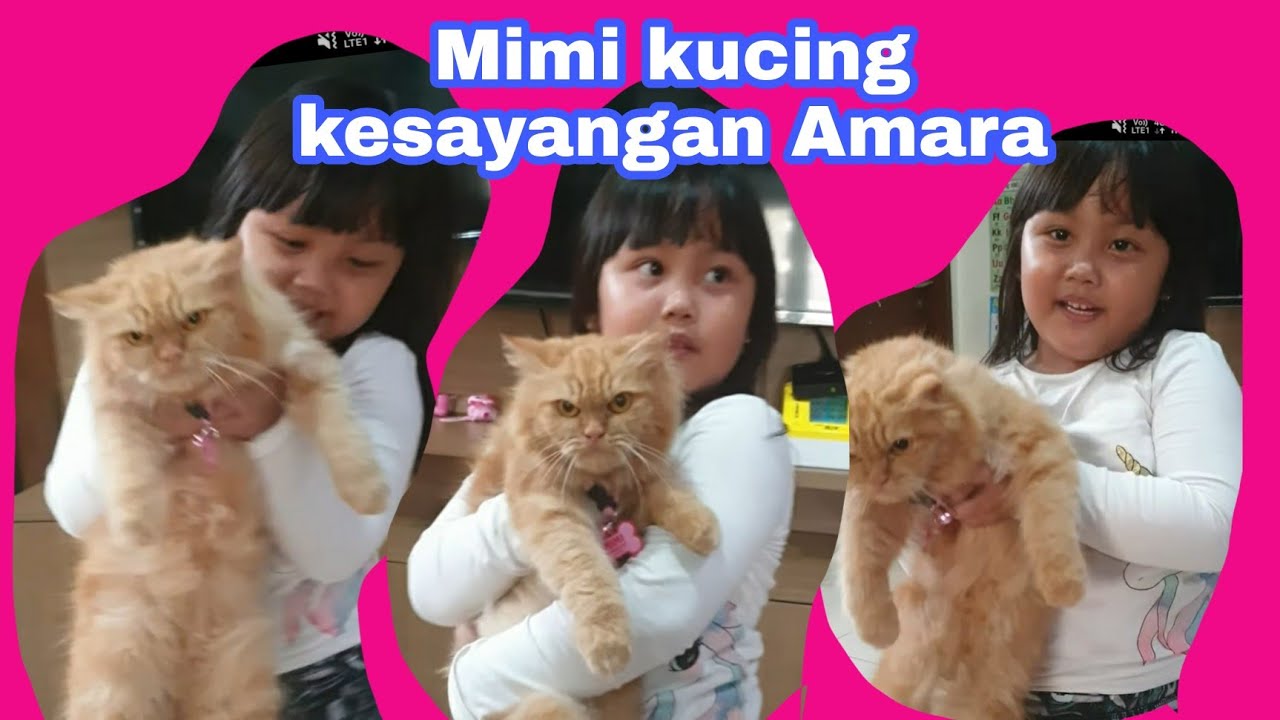 Mimi kucing kesayangan Amara - YouTube
