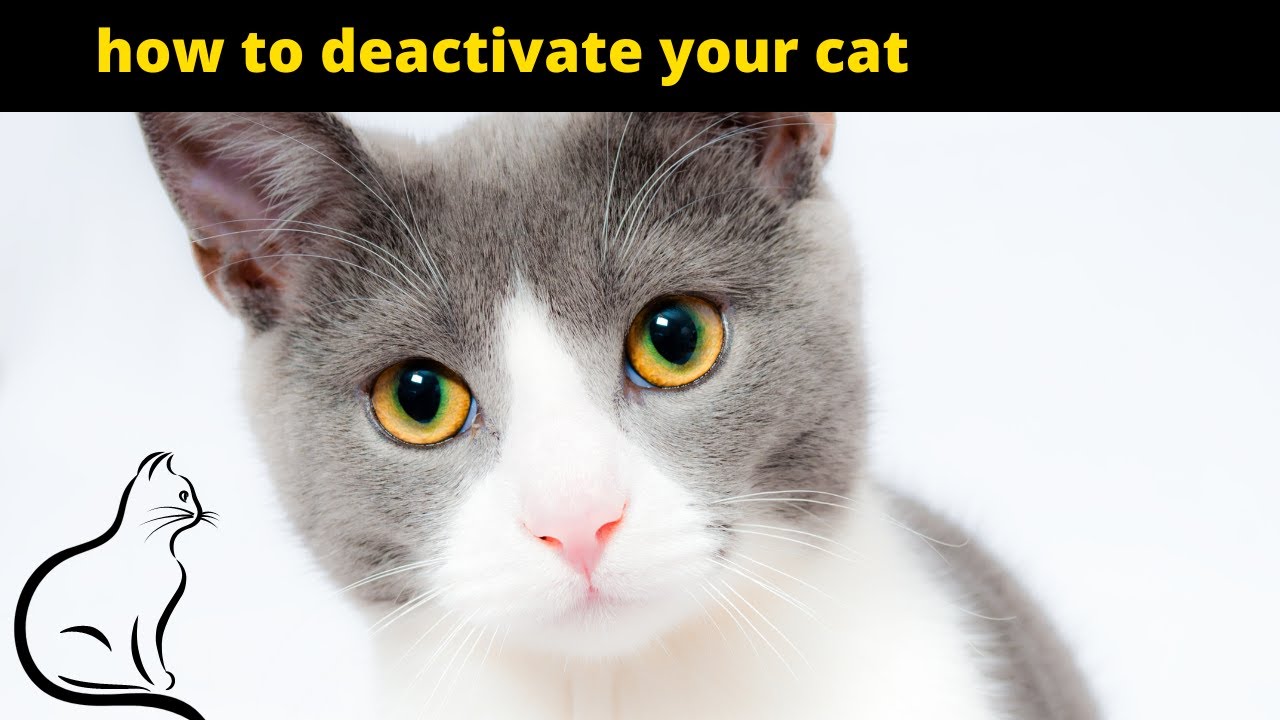 How to Deactivate a CAT - YouTube