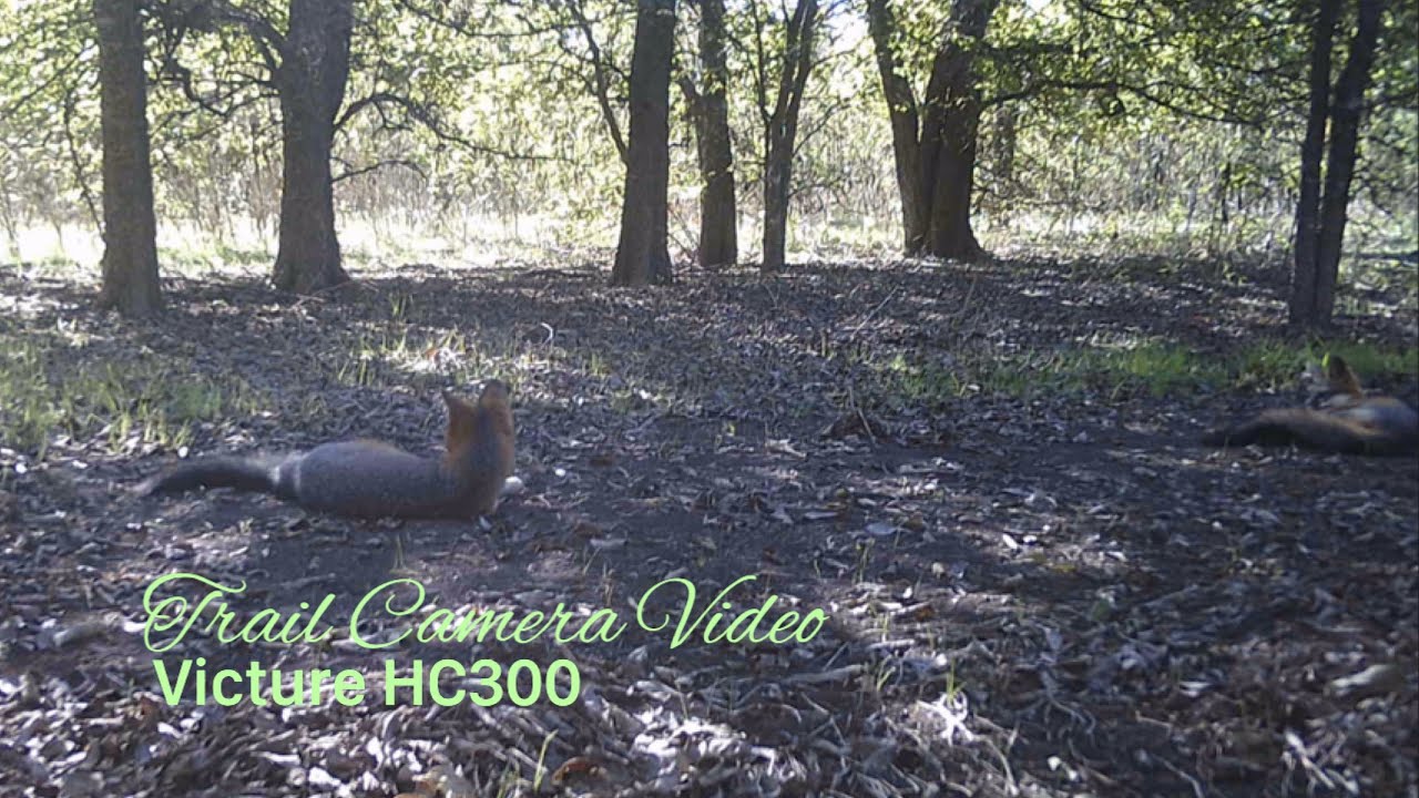 Victure HC300 Trail Camera Video Oct./Nov. 2021 - YouTube