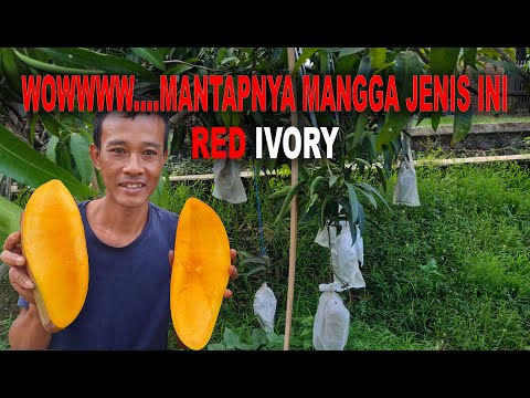 REVIEW MANGGA RED IVORY (MAS PUR)