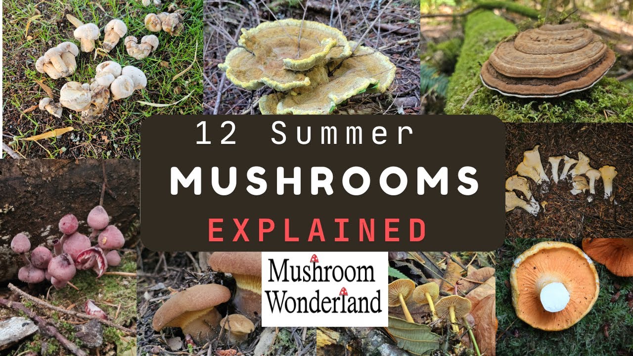 Identifying Wild Mushrooms Wisconsin 12 Summer Mushrooms Explained