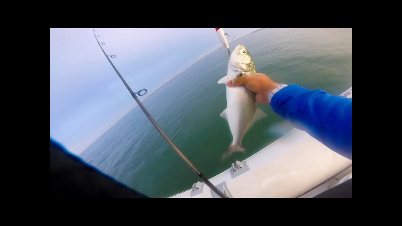 Catching Snapper Bluefish in Nantucket - YouTube