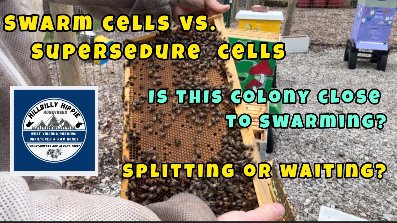 Swarm Cells vs. Supersedure Cells | How to Safely Practice Pickin Up ...