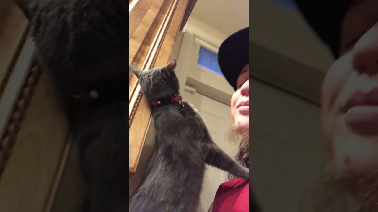 Amazing Boobzilla gets adopted by Trash the Circus Cat - YouTube