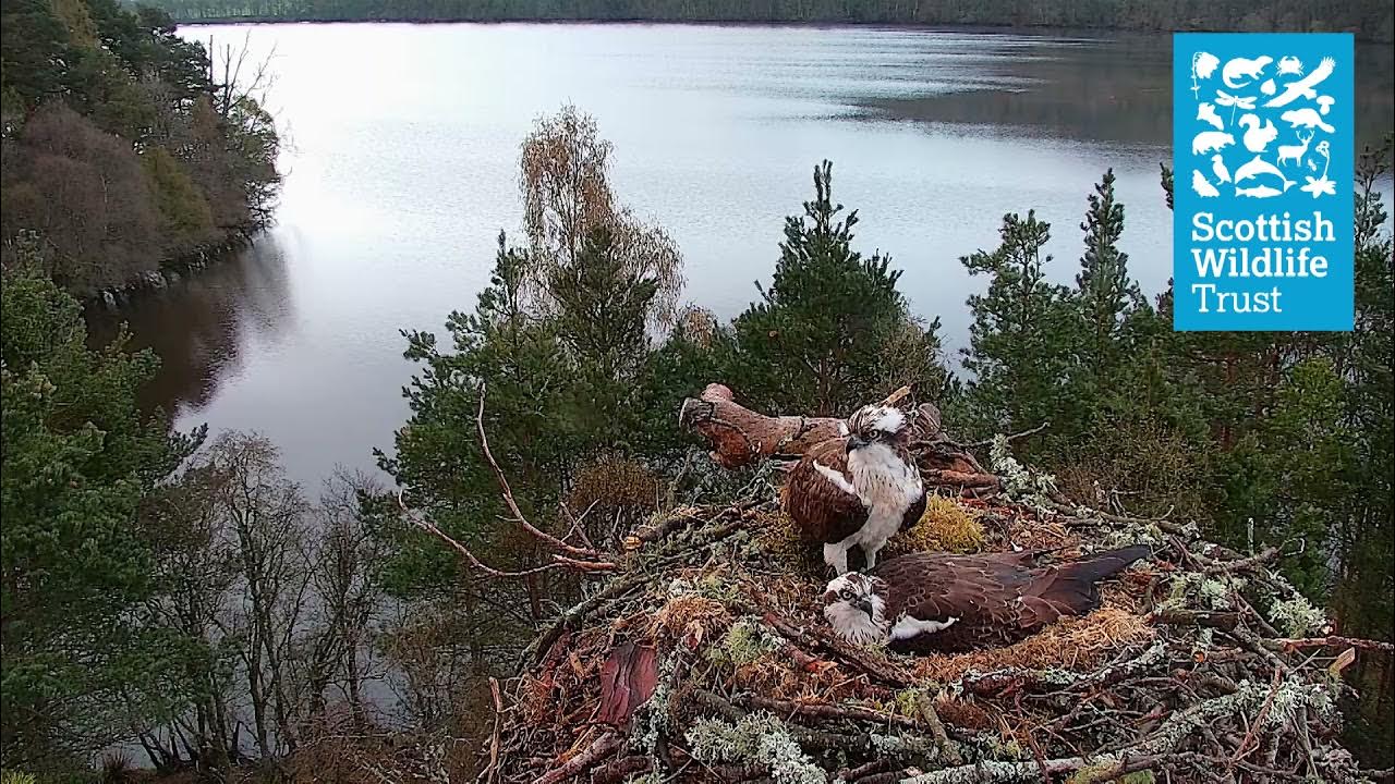 LM12 Defends NC0 - Loch of the Lowes osprey webcam (2021) - YouTube