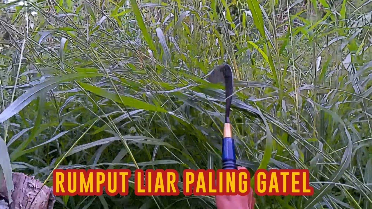 BERBURU RUMPUT LIAR DIKEBUN, DAPET SPOT NGARIT RUMPUT YANG PALING ...