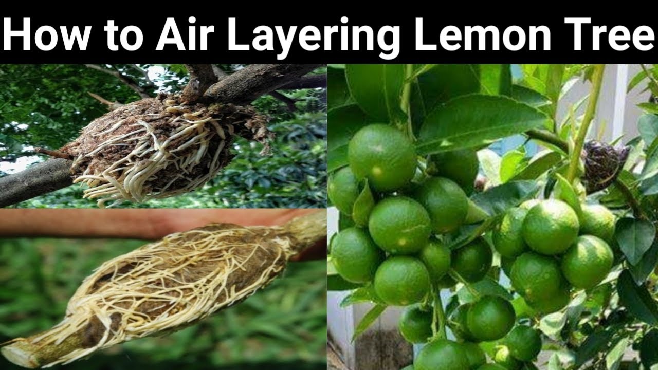 How to air Layering Lemon Tree||how to propagate lemon plant || Nature ...