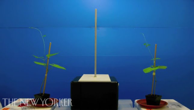 Plant Neurobiology - Commentary - The New Yorker - YouTube