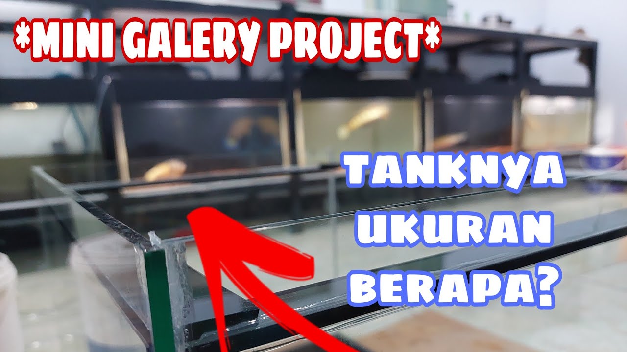 Tank yang pas buat ikan channa ukuran baby sampai sedang #1 | Mini ...
