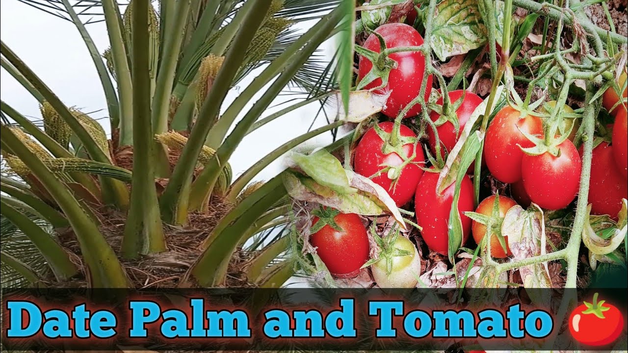 More Benefits in Date palm || khajur ke bich me tamatar ki kheti√ - YouTube