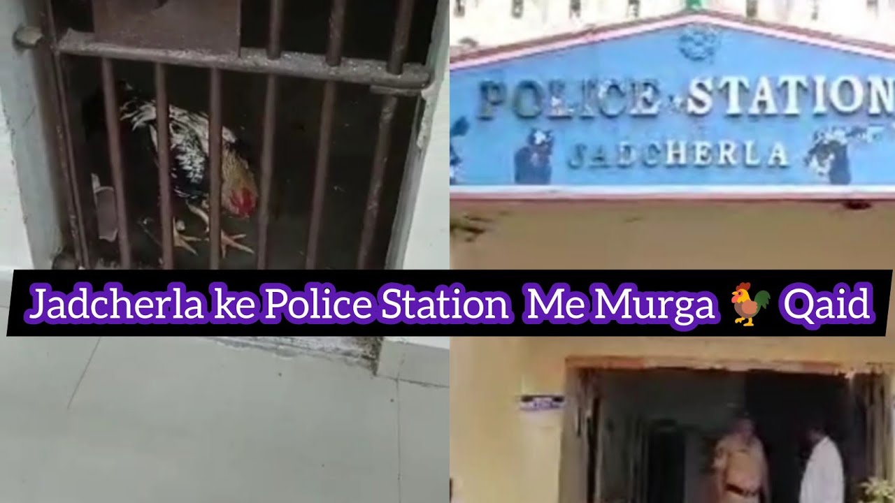 Rooster in Lock Up || Jadcherla ke Police Station Me Murga 🐓 Qaid ...