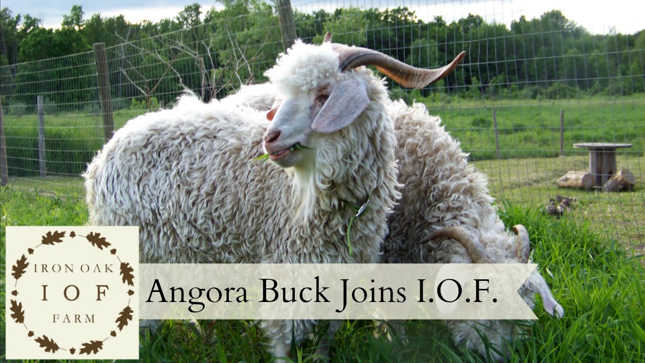 Angora Buck Joins IOF - YouTube