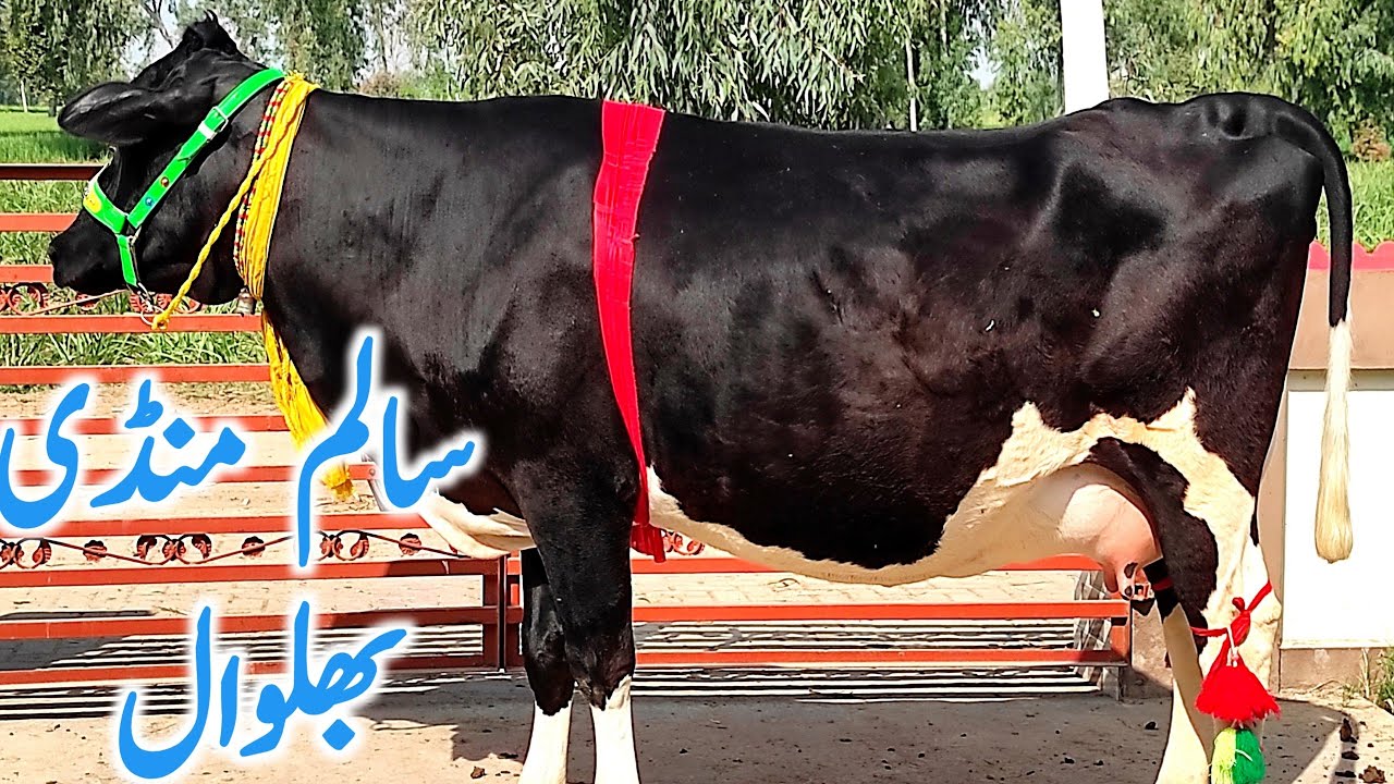 Salam Mandi Ma Cow Rates Jersey Friesian Australian Cow || Dairy ...
