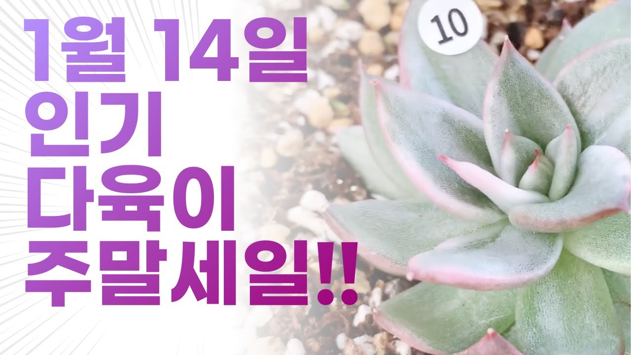 판매완료 1월 14일 재업로드 🌟인기 다육이 주말세일 🌟 다육이 금다육 다육이창 다육이키우기 Succulent