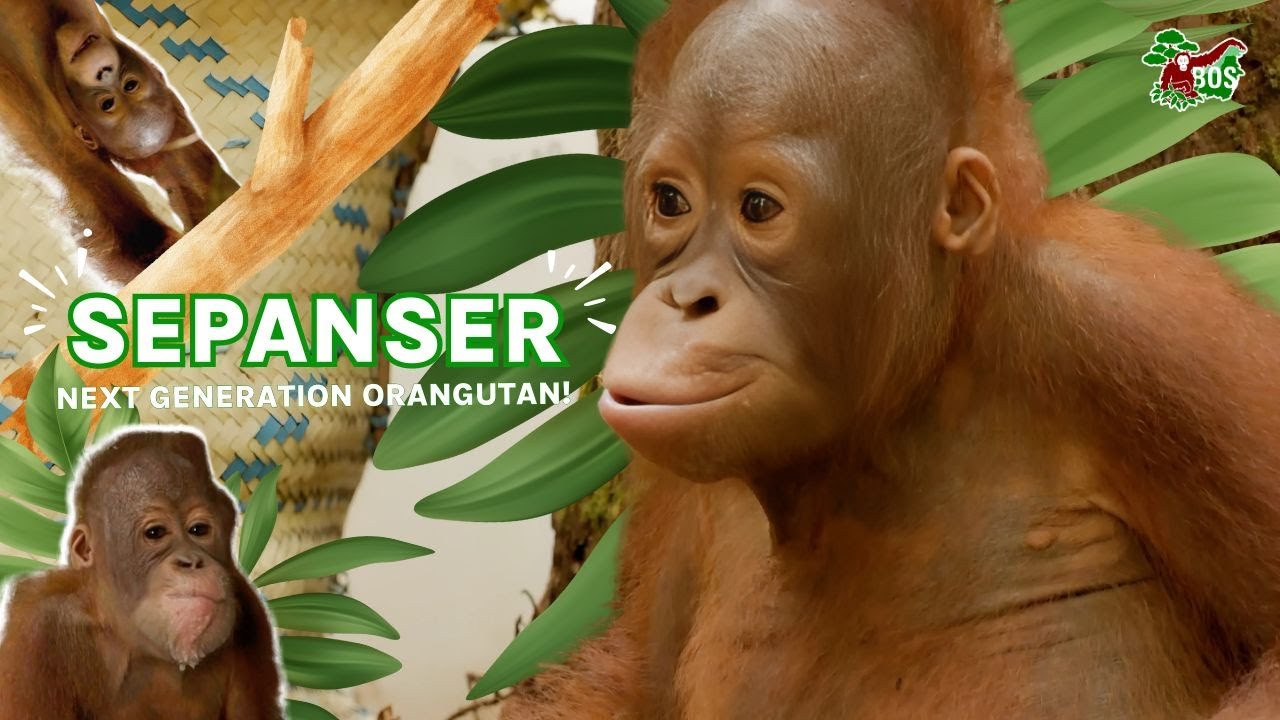 SEPANSER (SPANSER): NEXT GENERATION ORANGUTAN - YouTube
