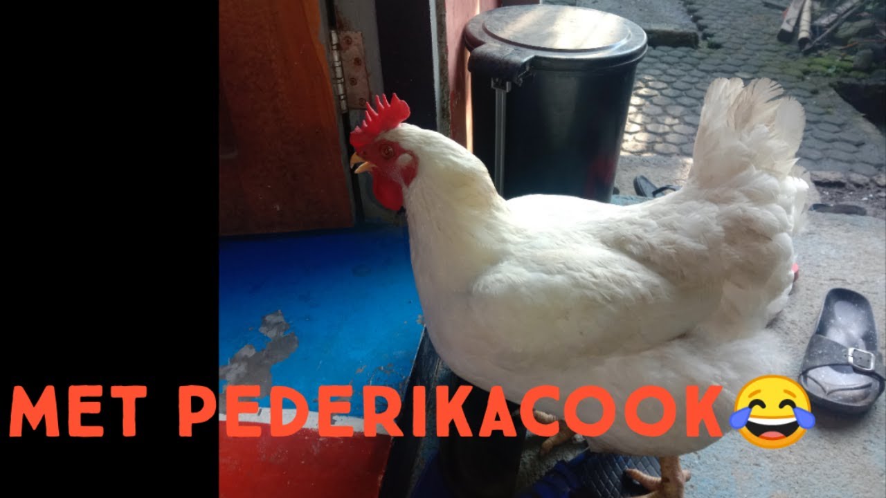 Manok na Puti - YouTube