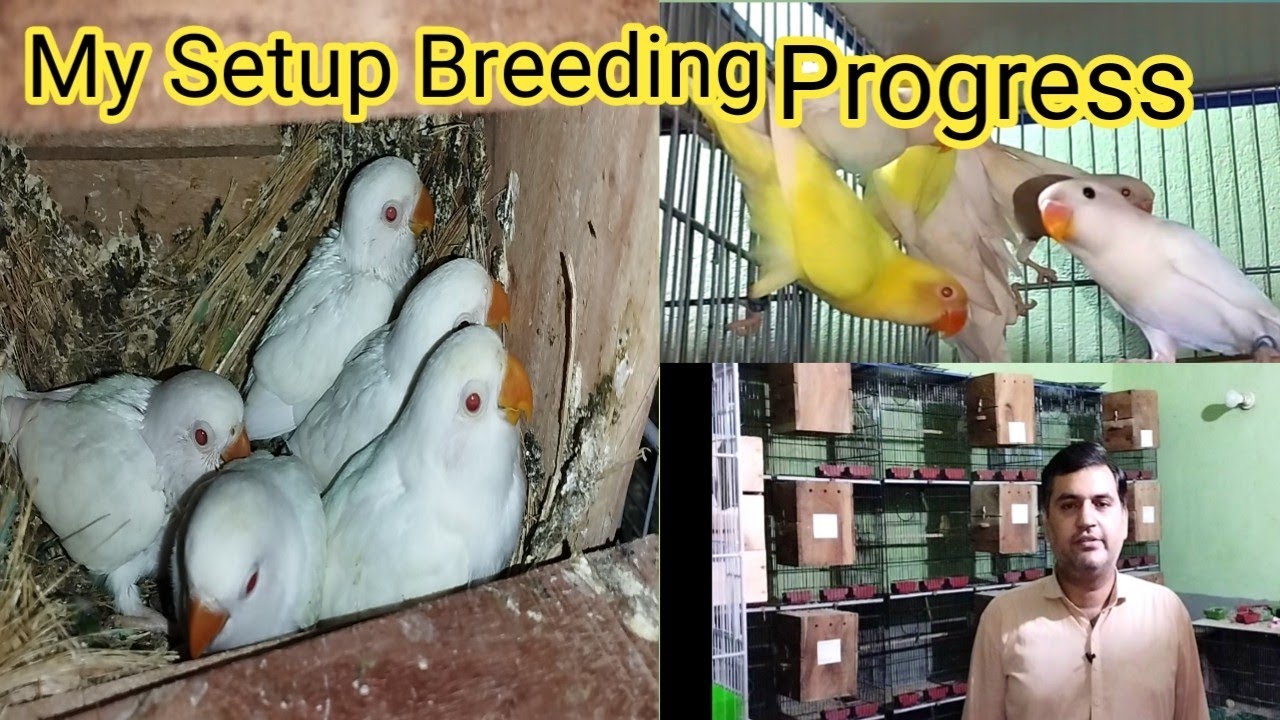 My Lovebird Breeding Progress Masha Allah Zaroor Kahen By Sohail Ahmed TV - YouTube