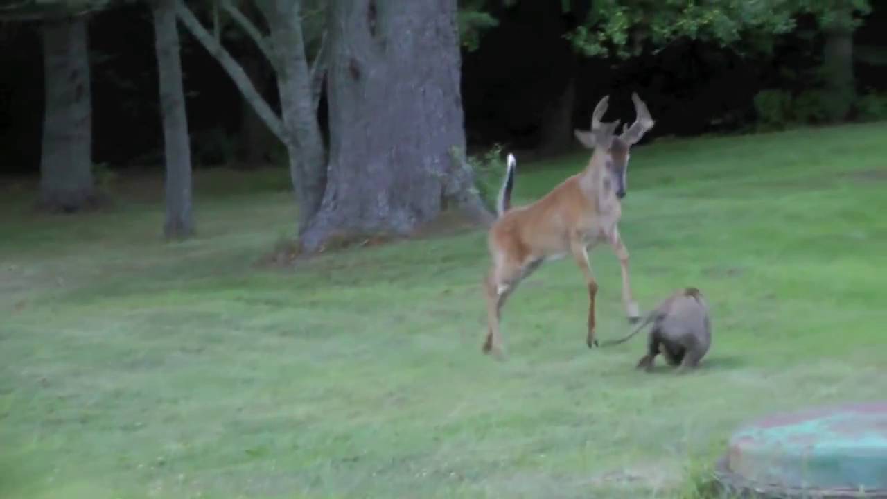 Dog fights a deer (some say they're just playing..) - YouTube