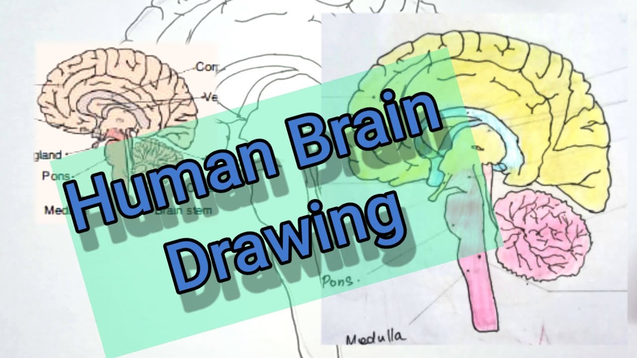 Human brain//How to draw human brain easily//science drawing # ...