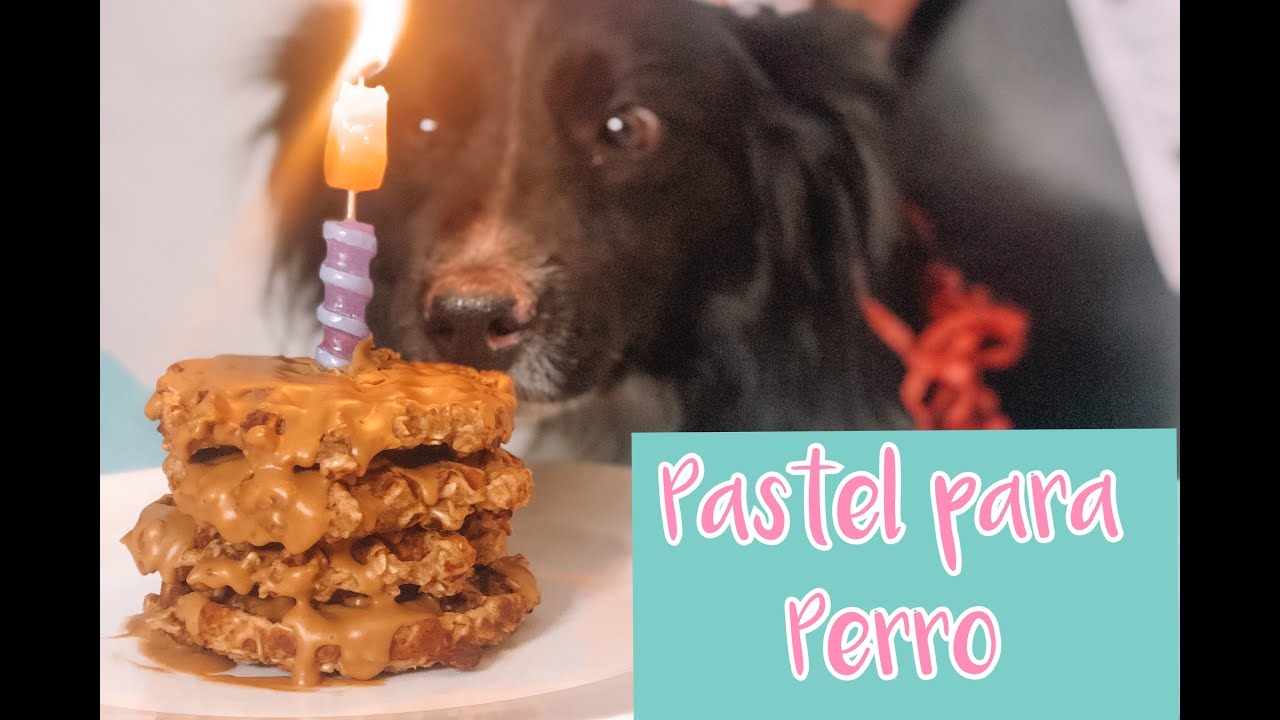 Pastel Para Perro, súper fácil⎮RECETA 🍰 - YouTube