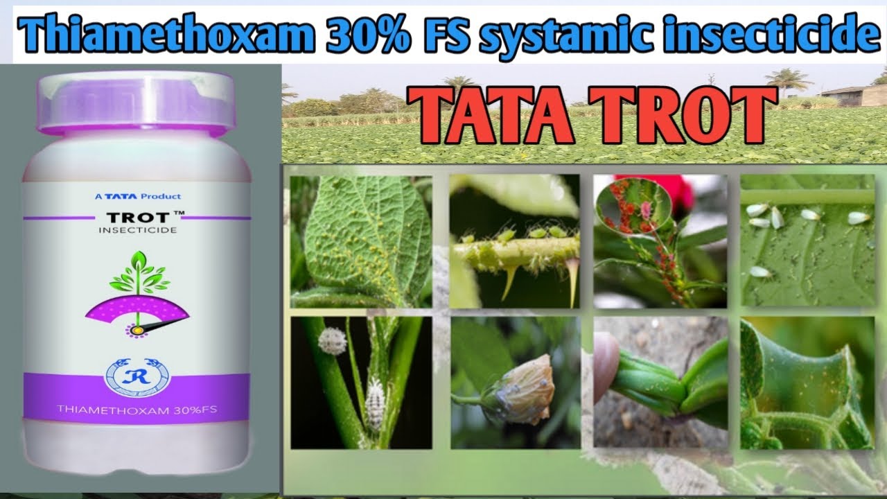 TATA TROT INSECTICIDE | TROT किटकनाशक | Thiamethoxam 30% FS - YouTube