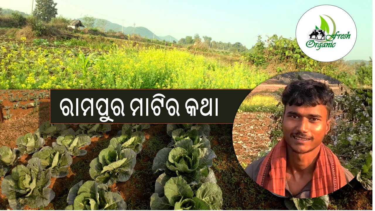 The farming Story of Rampur | Rampur Farm |Organic Fresh | Badamba ...