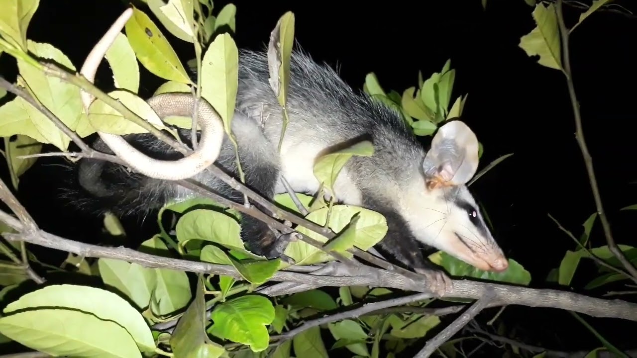Gambá, mucura ou saruê? (Didelphis) - YouTube