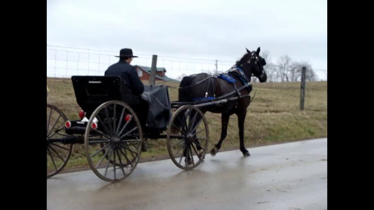 FRIESIAN / STANDARDBRED CROSS GELDING, ANYONE CAN DRIVE OR RIDE, GENTLE ...
